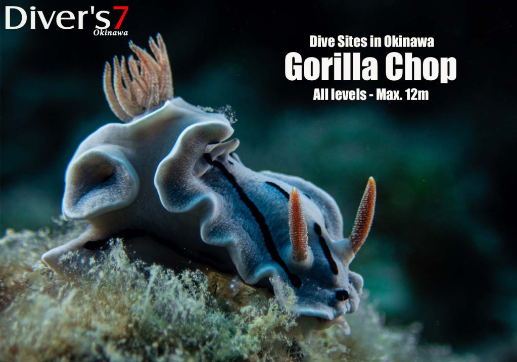Gorilla Chop - Diver´s 7 Okinawa – PADI 5 star Instructor Development Dive Resort
